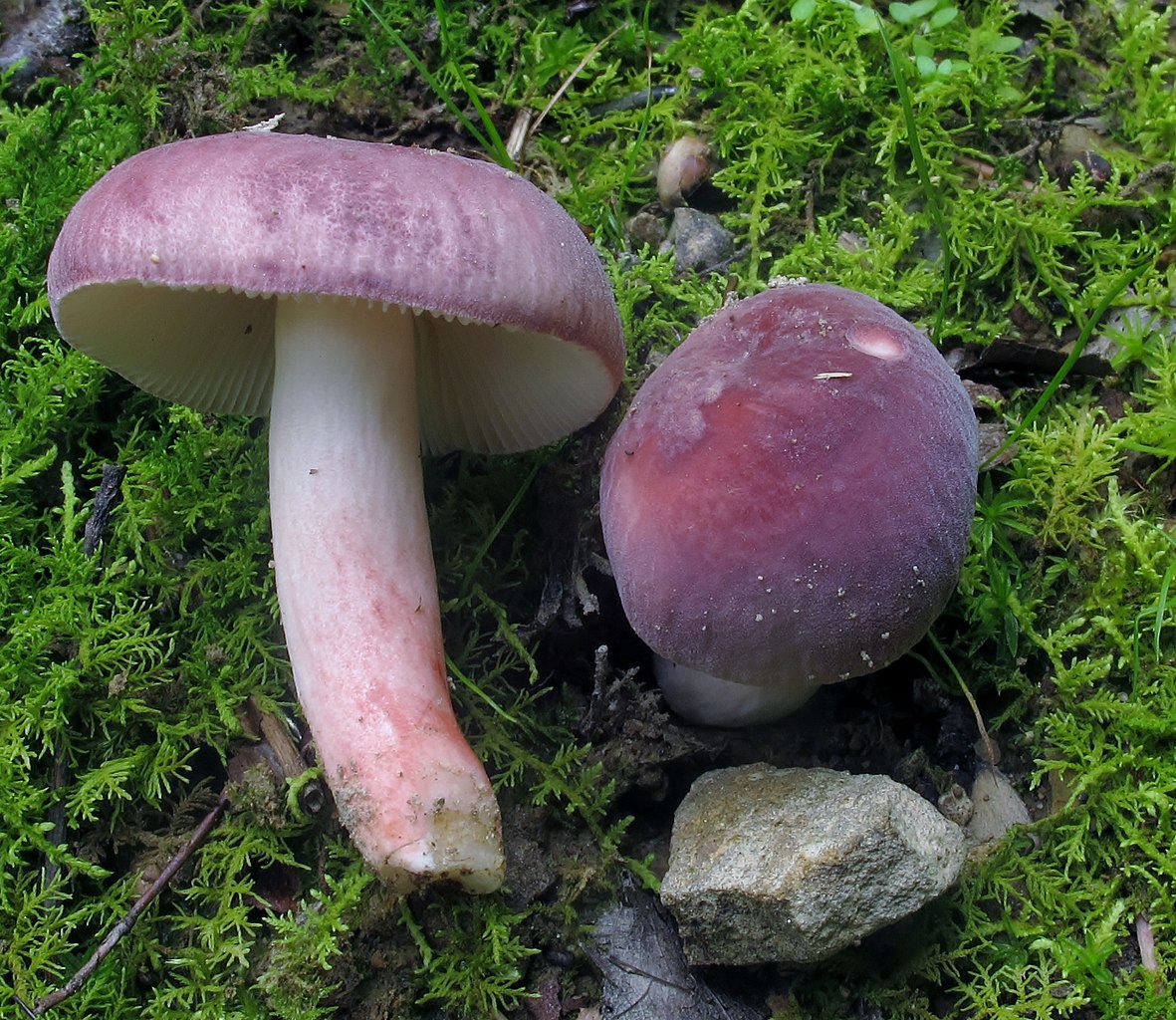 23 Vivid Purple Mushrooms (Pictures and Identification Guide)