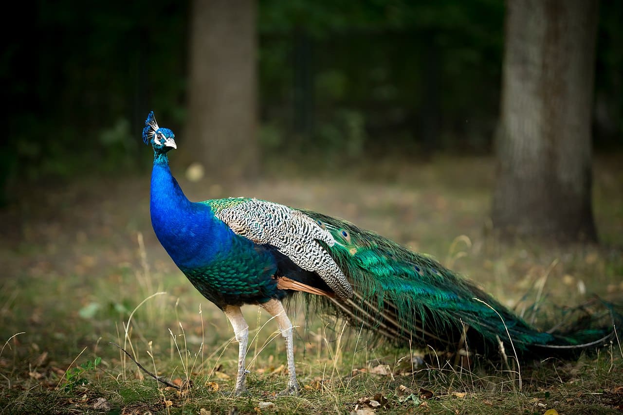 40 Birds With Crests (Tufted Heads) (Pictures and Identification)