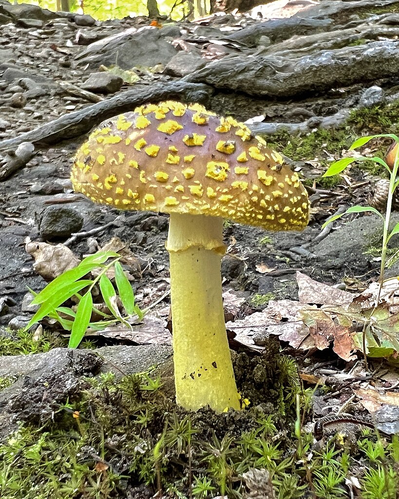 38 Yellow Mushrooms and Fungi (Identification And Edibility)