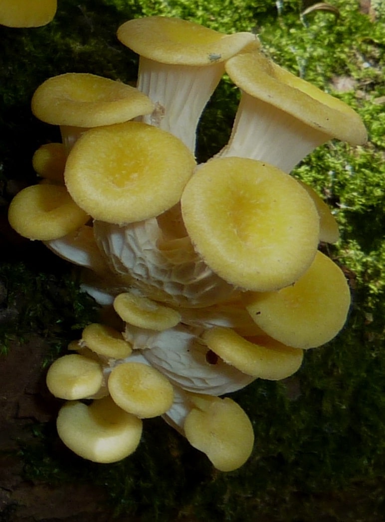 38 Yellow Mushrooms and Fungi (Identification And Edibility)