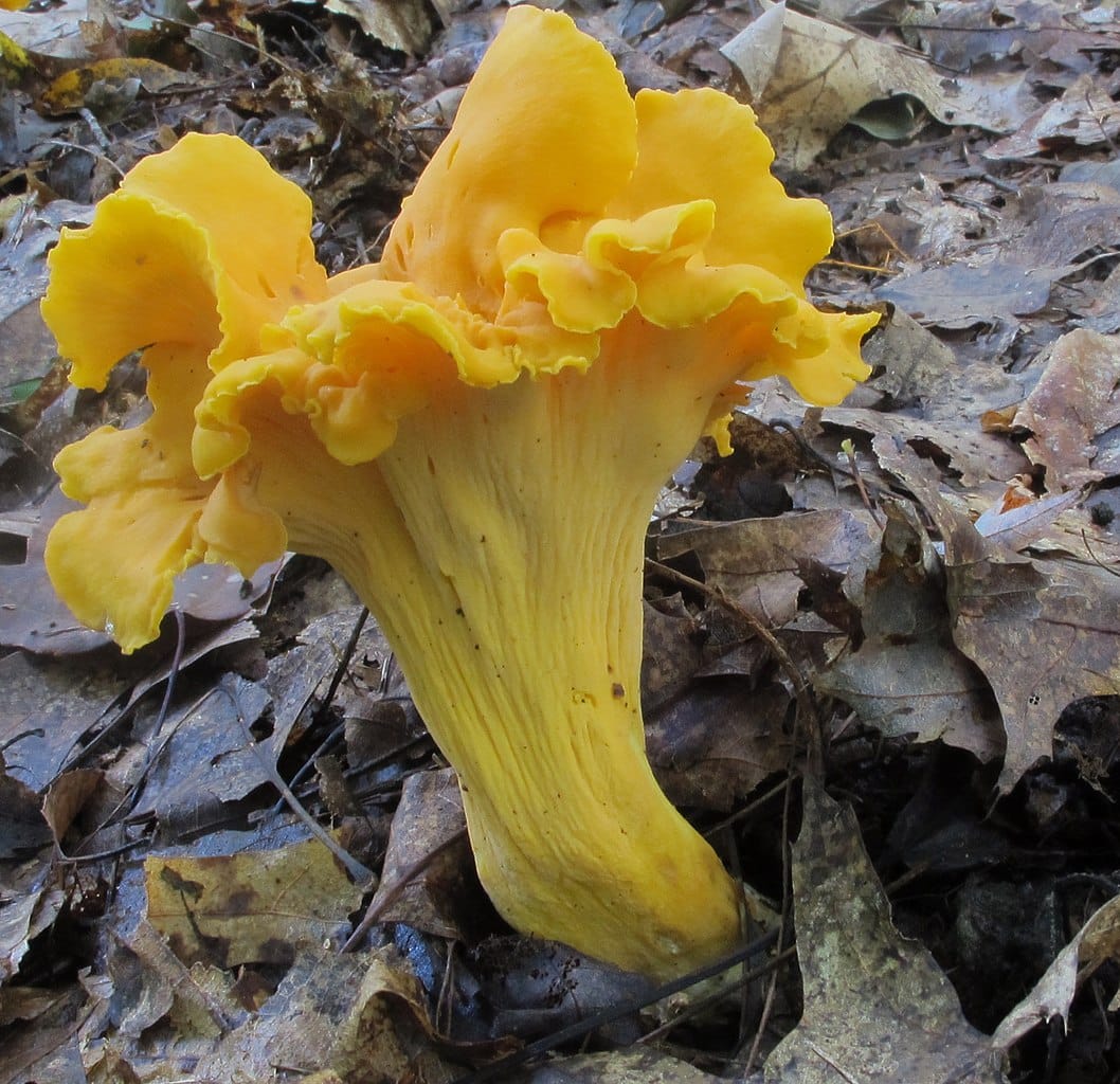 38 Yellow Mushrooms and Fungi (Identification And Edibility)