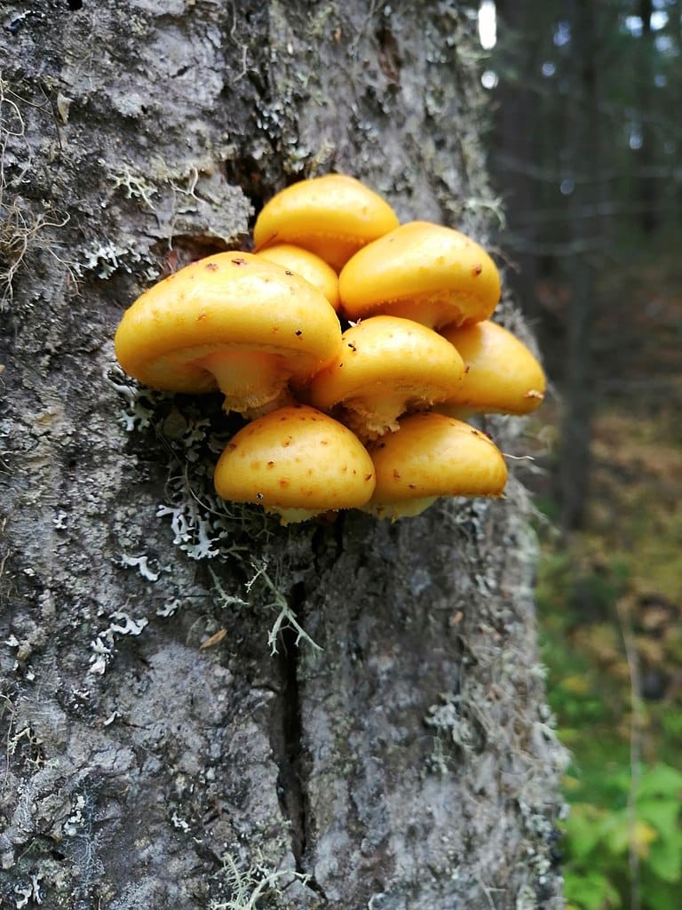 38 Yellow Mushrooms and Fungi (Identification And Edibility)