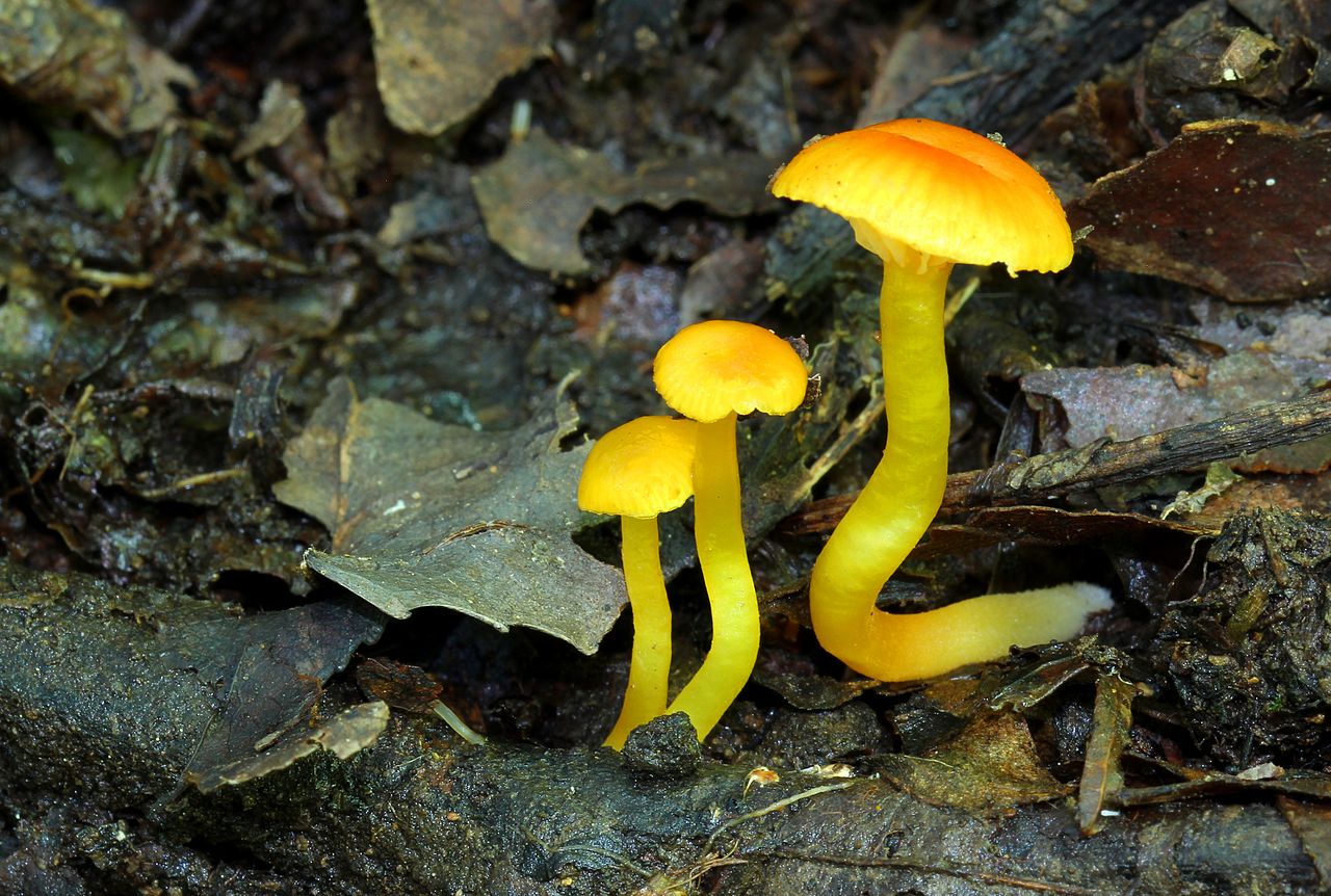 38 Yellow Mushrooms and Fungi (Identification And Edibility)