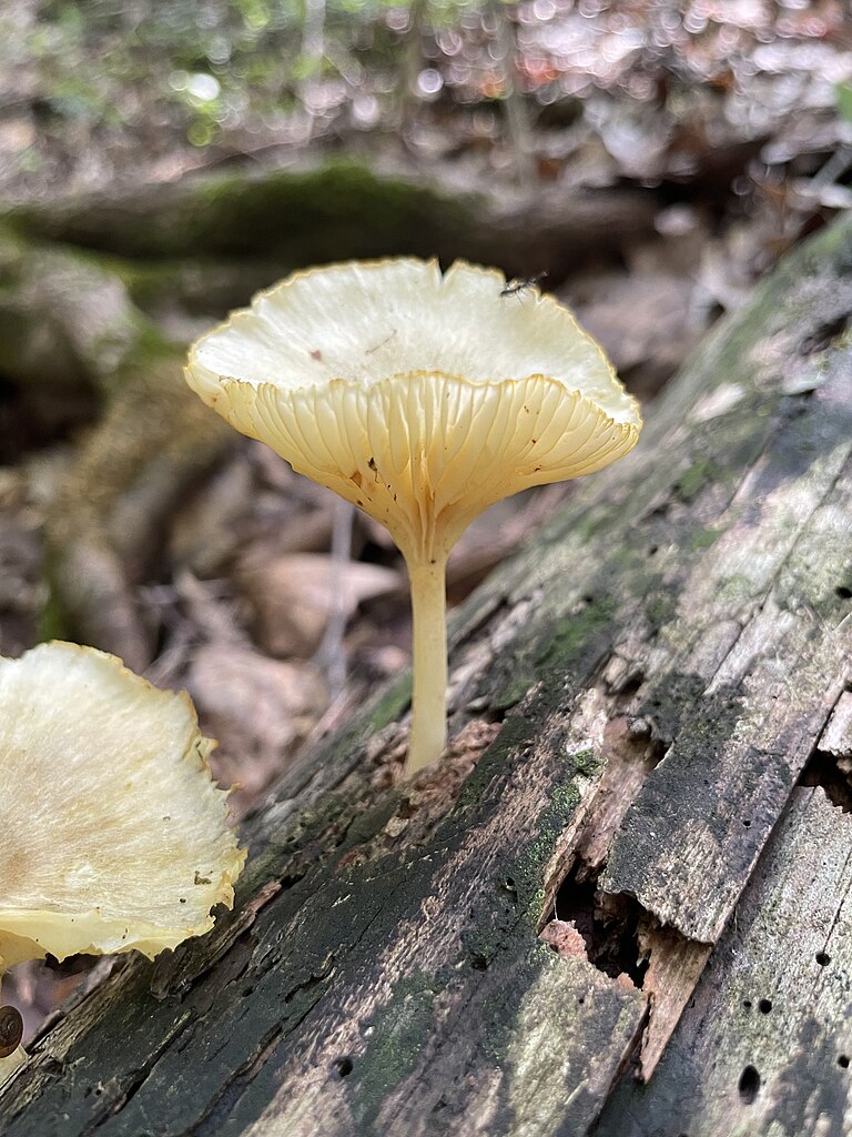 38 Yellow Mushrooms and Fungi (Identification And Edibility)