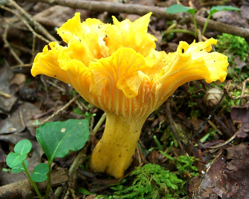 38 Yellow Mushrooms and Fungi (Identification And Edibility)