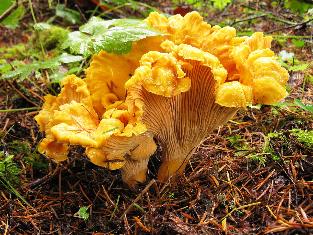 38 Yellow Mushrooms and Fungi (Identification And Edibility)