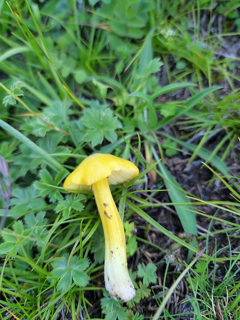 38 Yellow Mushrooms and Fungi (Identification And Edibility)