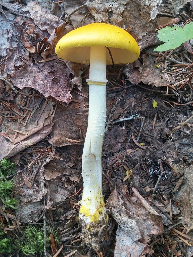 38 Yellow Mushrooms and Fungi (Identification And Edibility)