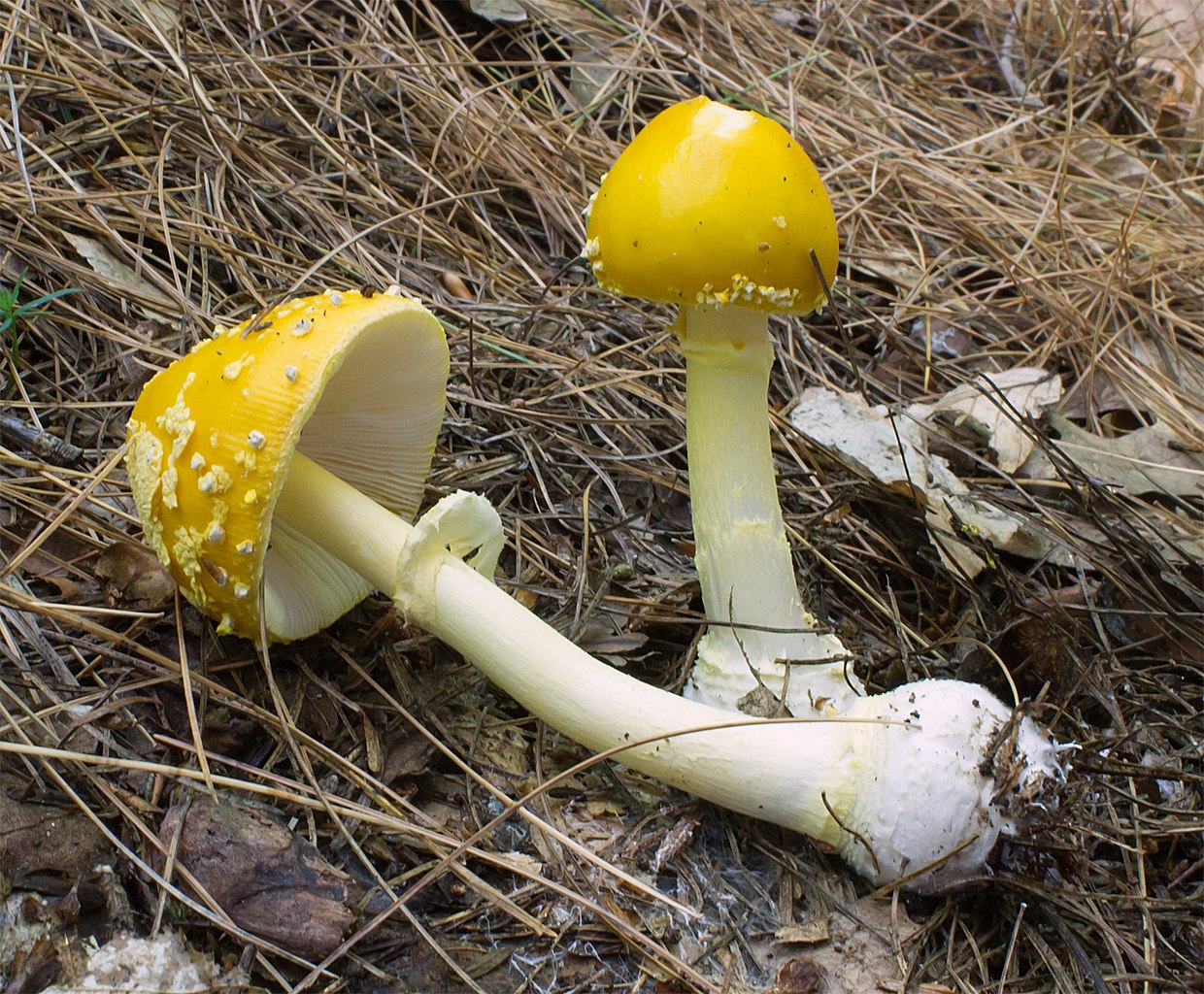 38 Yellow Mushrooms and Fungi (Identification And Edibility)