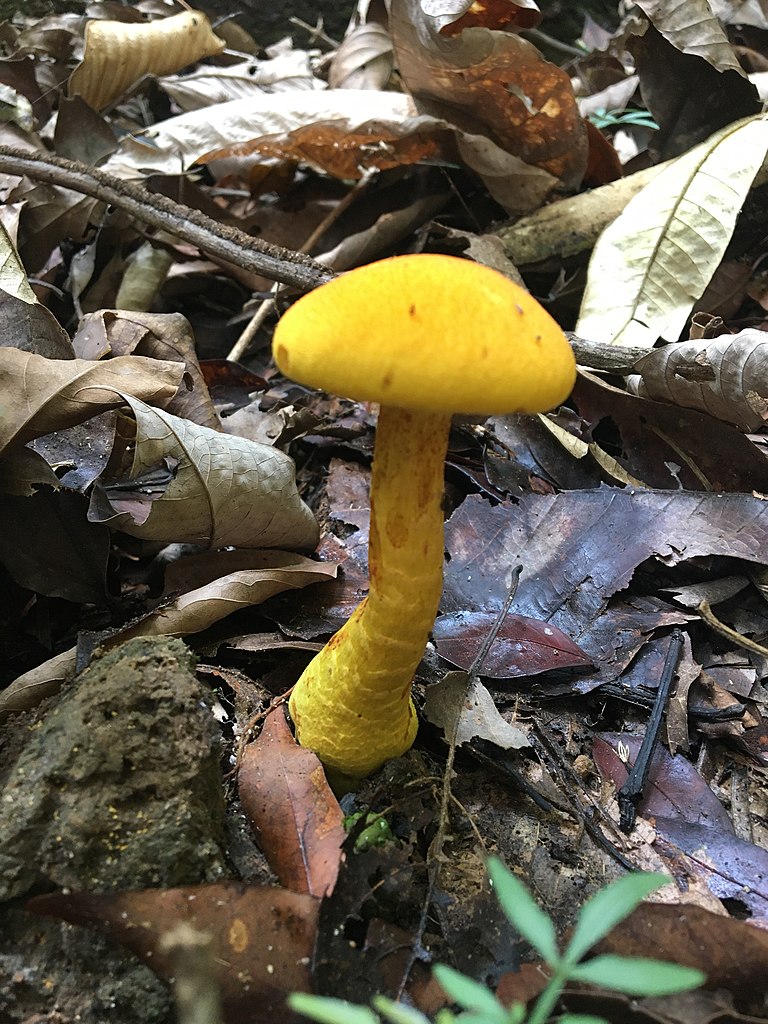 38 Yellow Mushrooms and Fungi (Identification And Edibility)