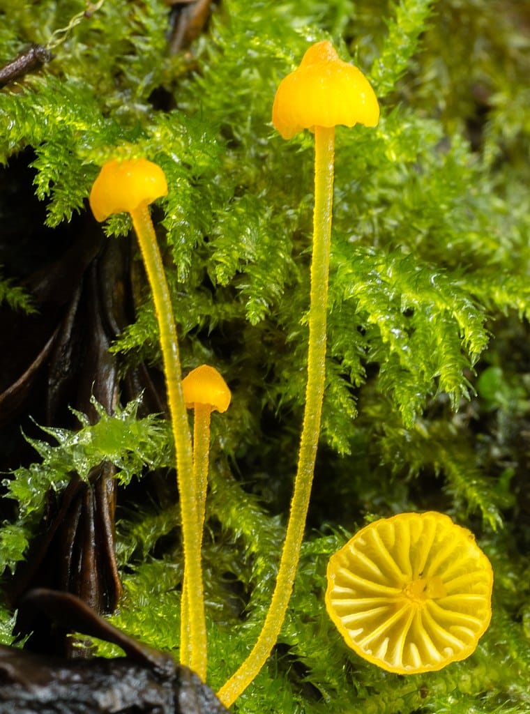 38 Yellow Mushrooms and Fungi (Identification And Edibility)