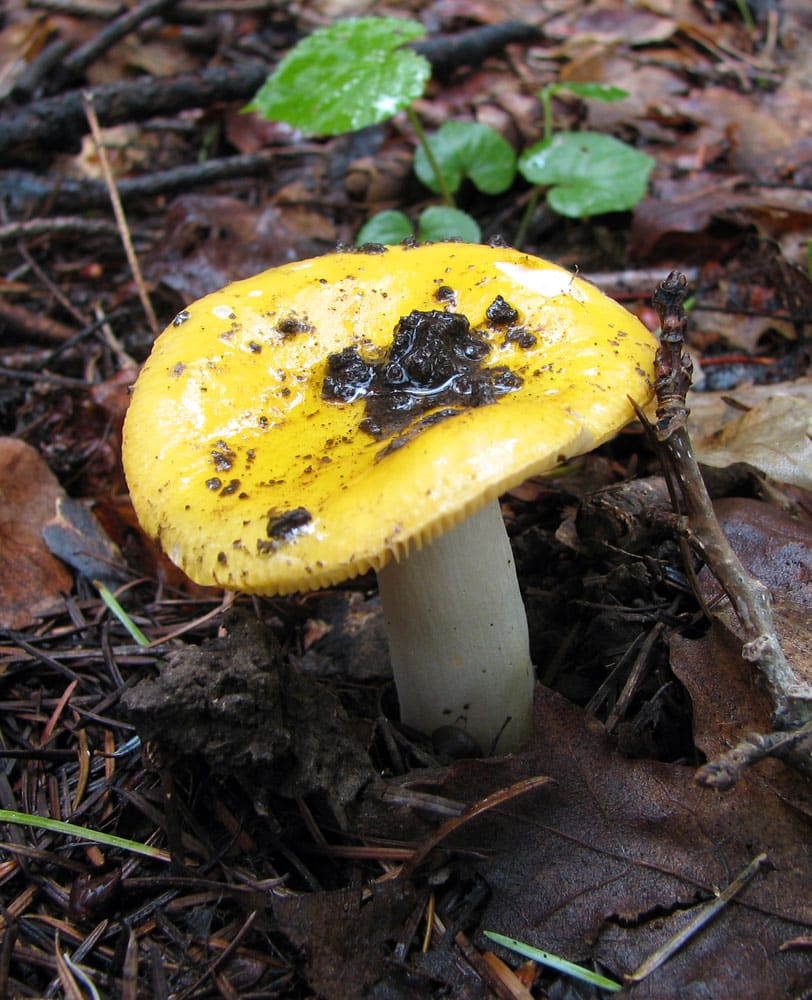 38 Yellow Mushrooms and Fungi (Identification And Edibility)