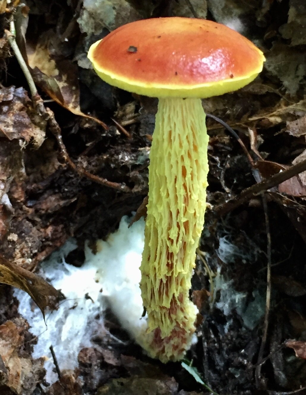 38 Yellow Mushrooms and Fungi (Identification And Edibility)