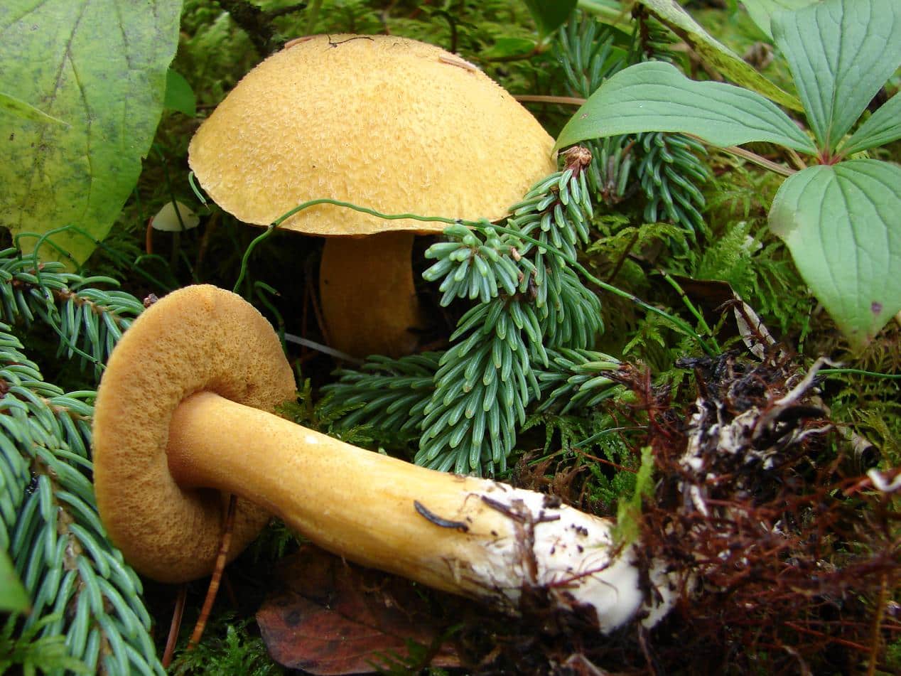 38 Yellow Mushrooms and Fungi (Identification And Edibility)