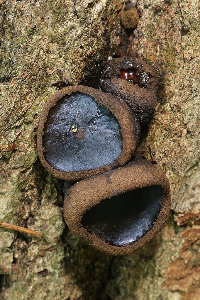 19 Black Mushrooms and Fungi (Identification And Edibility)