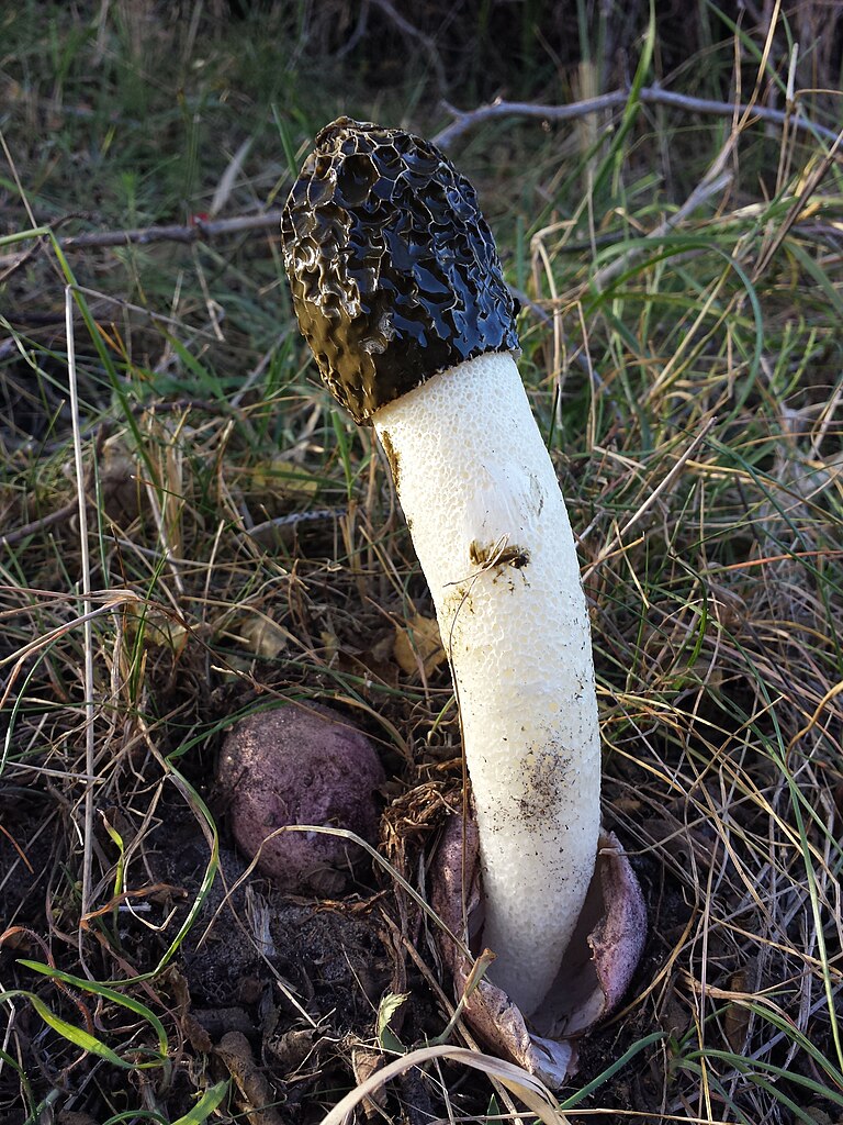 19 Black Mushrooms and Fungi (Identification And Edibility)