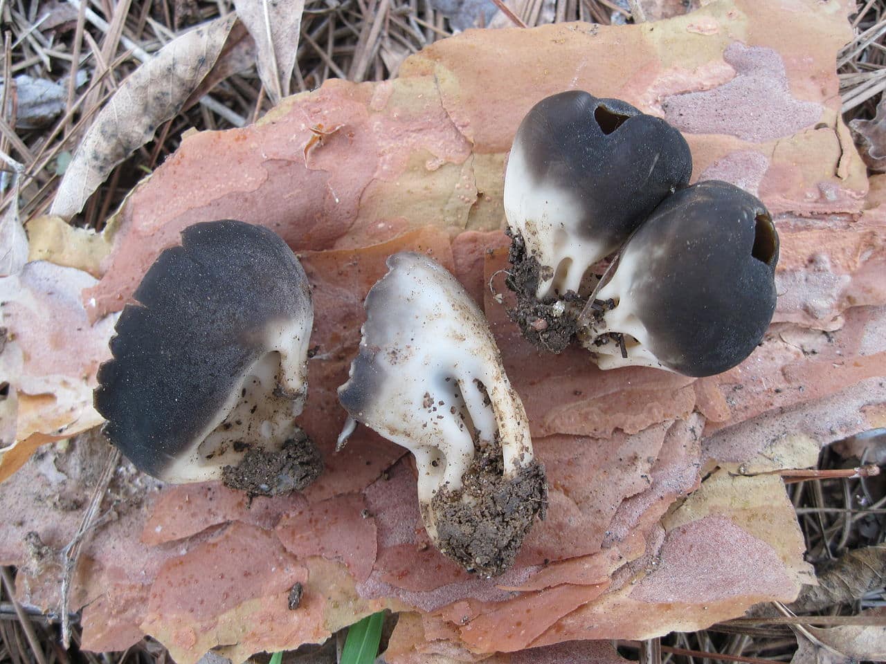 19 Black Mushrooms and Fungi (Identification And Edibility)