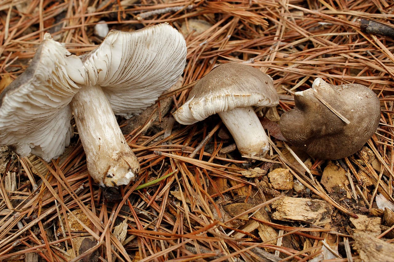 19 Black Mushrooms and Fungi (Identification And Edibility)