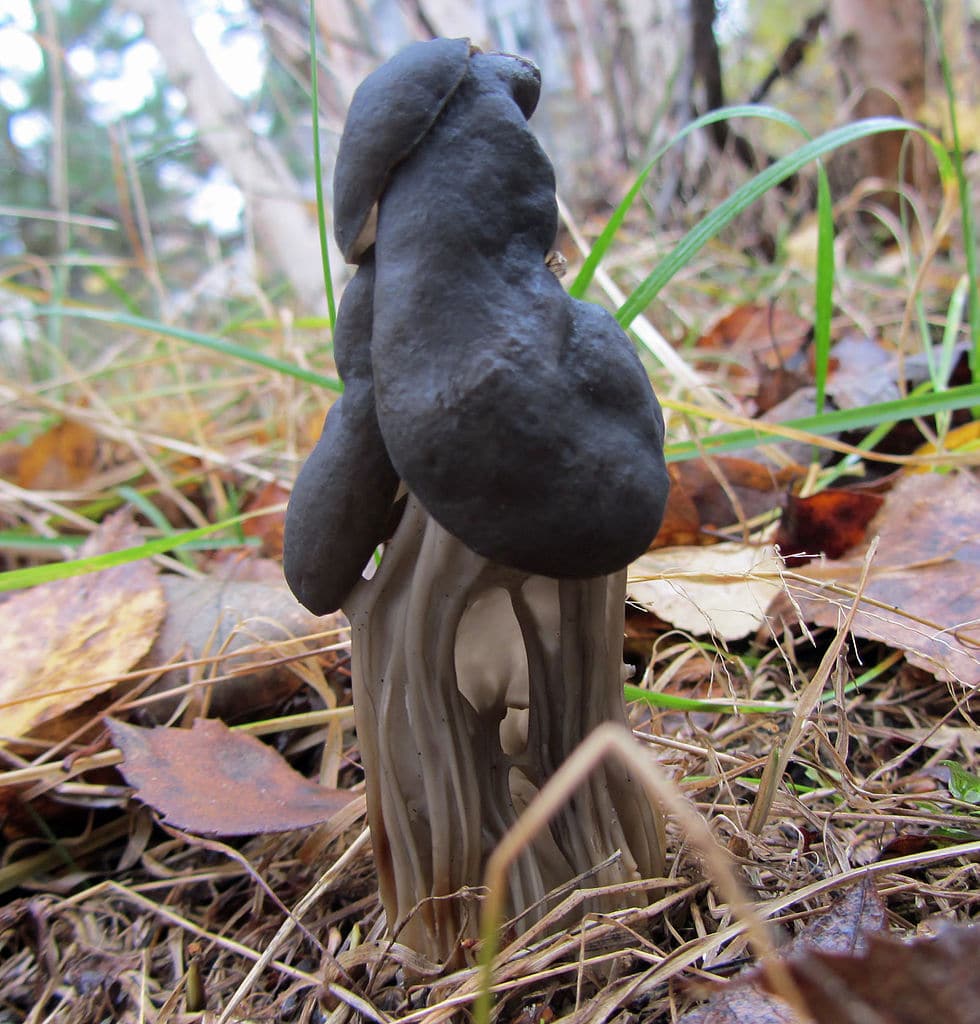 19 Black Mushrooms and Fungi (Identification And Edibility)