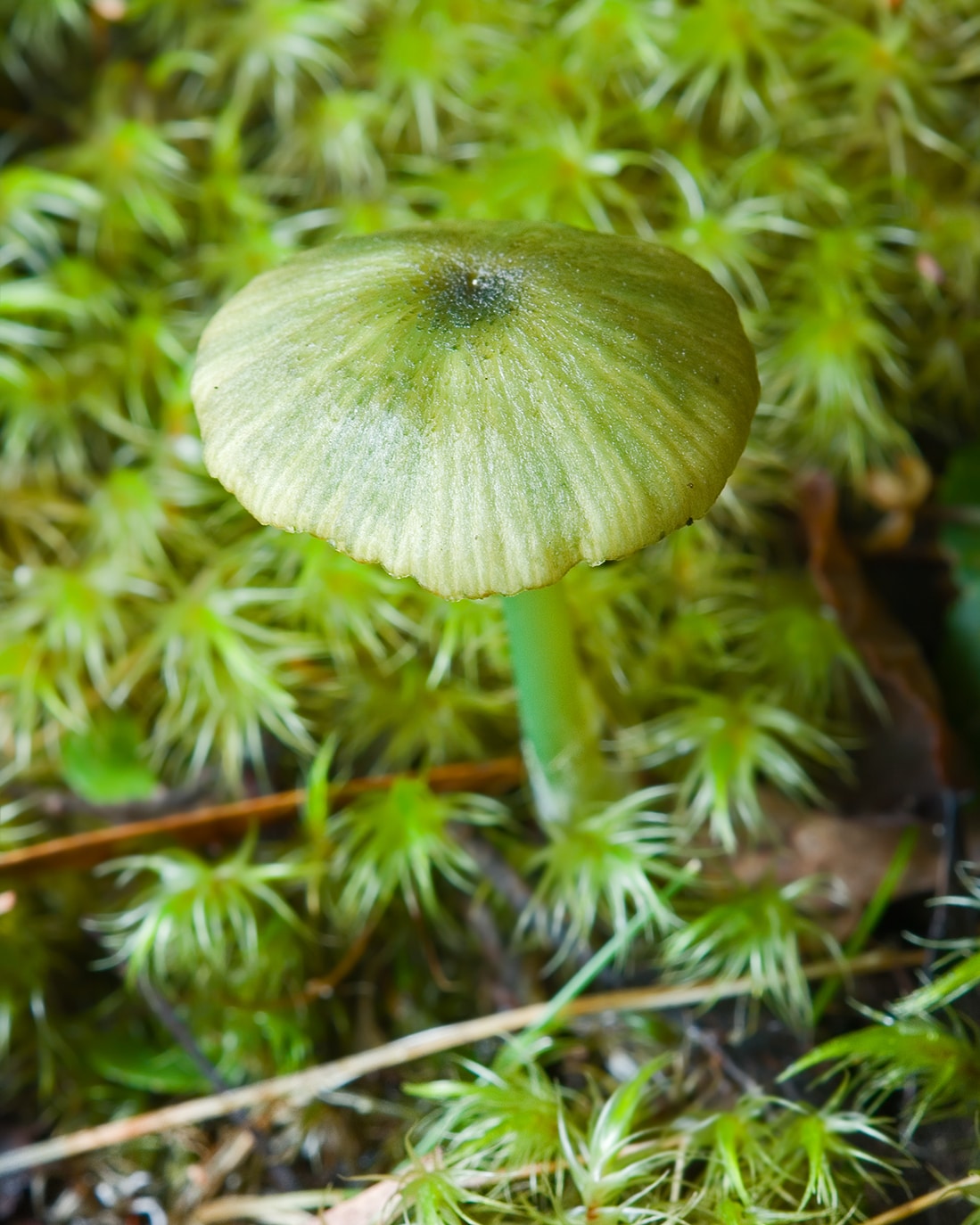 17 Types of Green Mushrooms (Identification And Edibility)