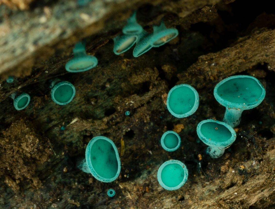 17 Types of Green Mushrooms (Identification And Edibility)