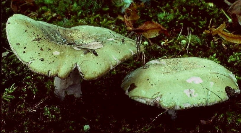 17 Types of Green Mushrooms (Identification And Edibility)