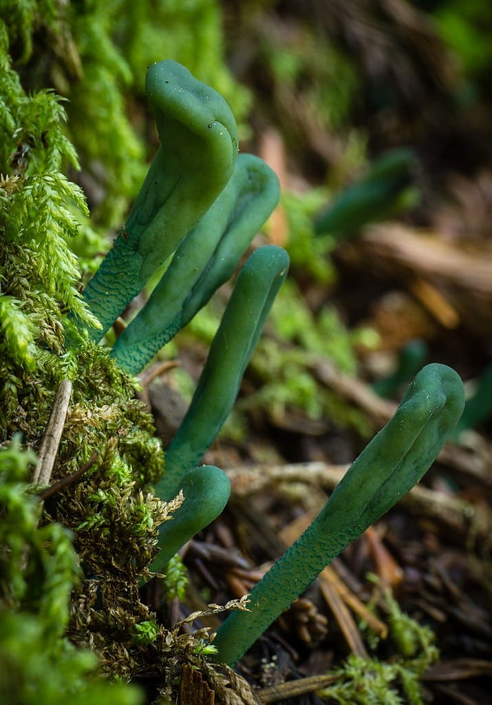 17 Types of Green Mushrooms (Identification And Edibility)