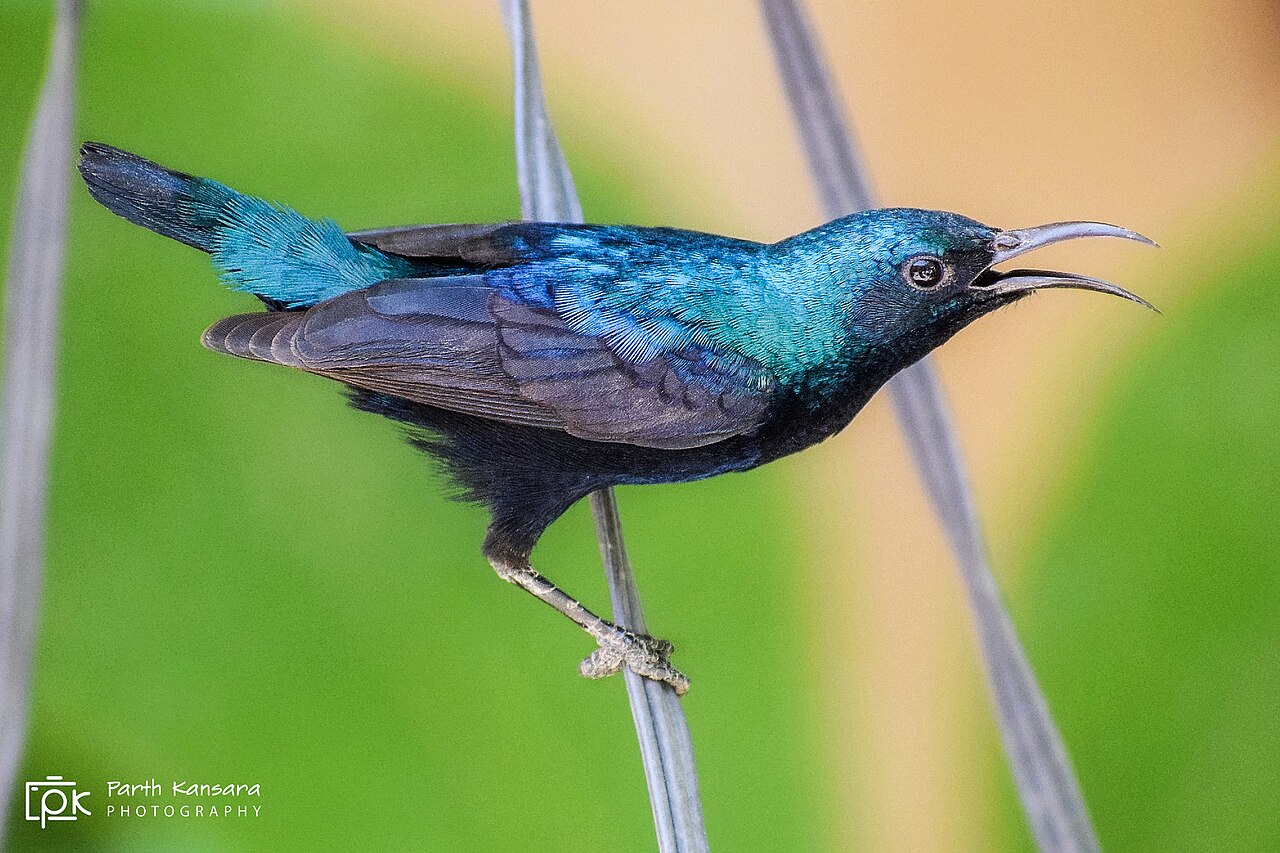 46 Black and Blue Birds (with Pictures) - Identification Guides