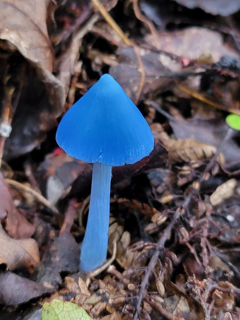 18 Types of Blue Mushrooms (Pictures and Edibility)