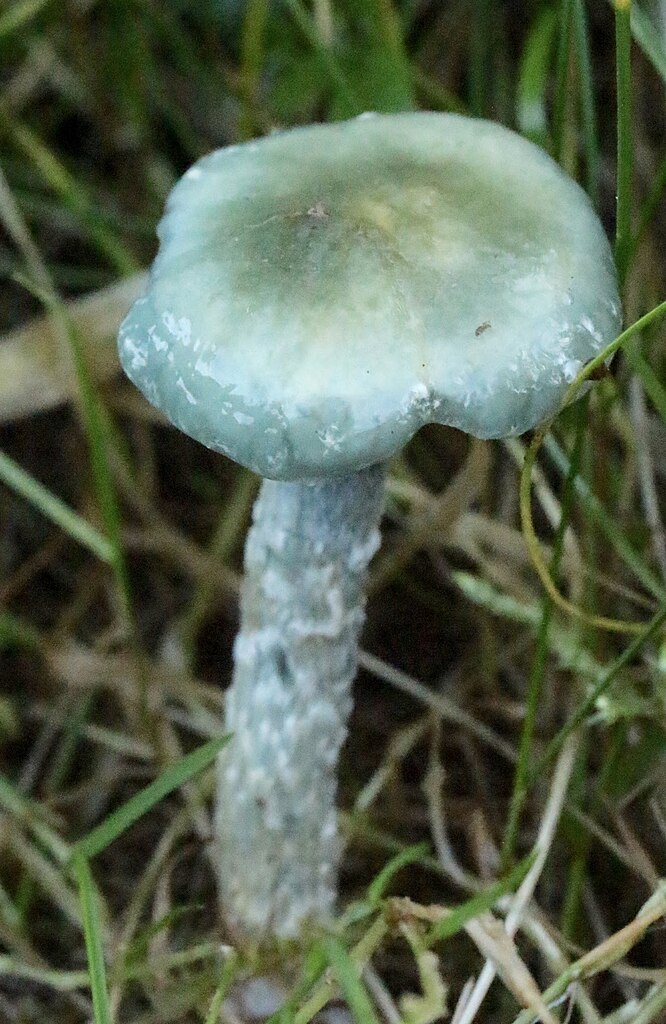 18 Types of Blue Mushrooms (Pictures and Edibility)