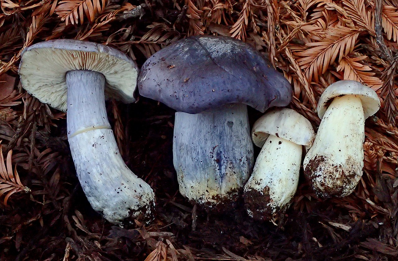 18 Types of Blue Mushrooms (Pictures and Edibility)