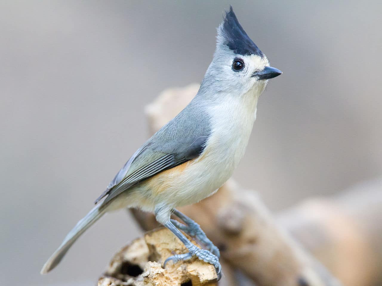 40 Birds With Crests (Tufted Heads) (Pictures and Identification)