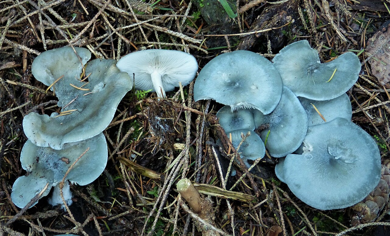 18 Types of Blue Mushrooms (Pictures and Edibility)