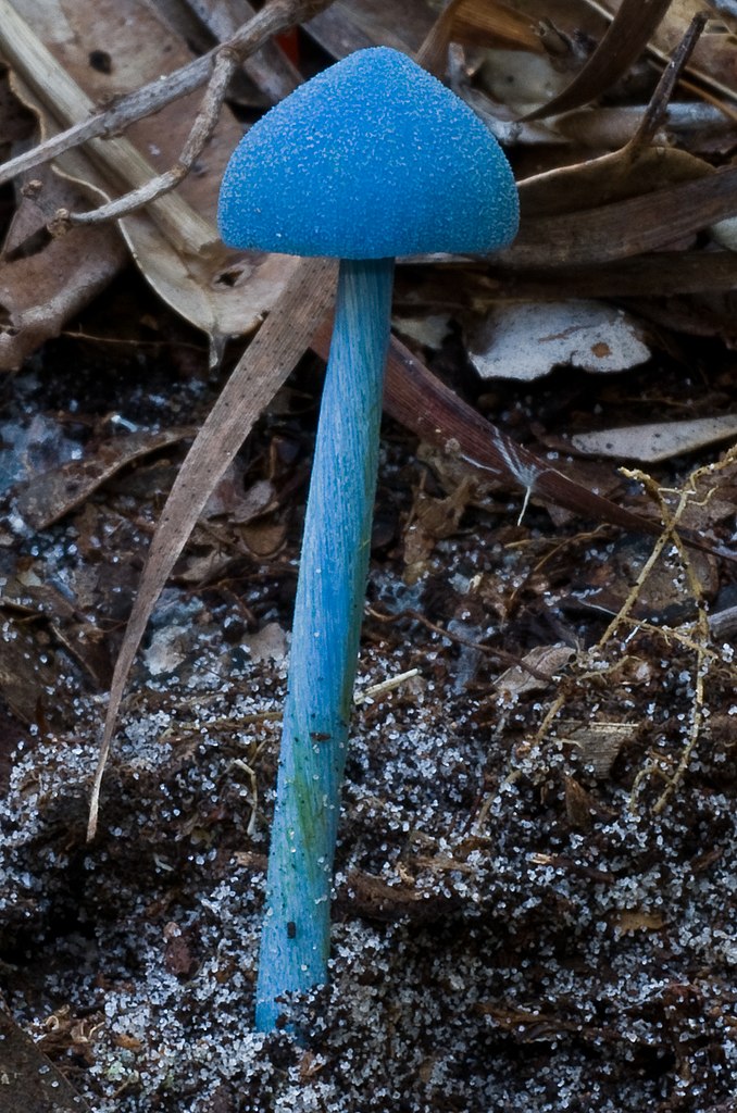 18 Types of Blue Mushrooms (Pictures and Edibility)