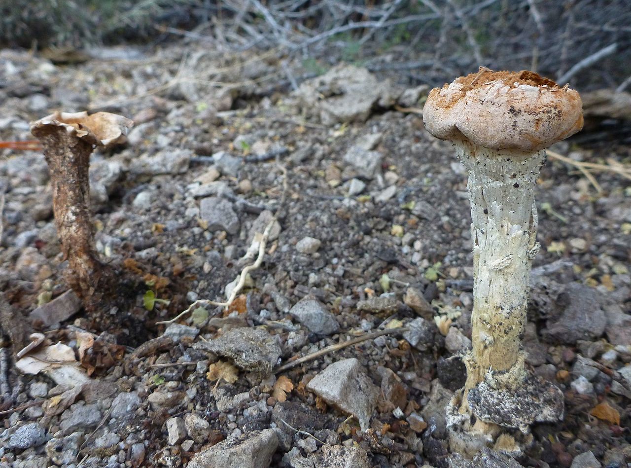 11 Mushrooms Live in The Desert (& How They Grow Here)