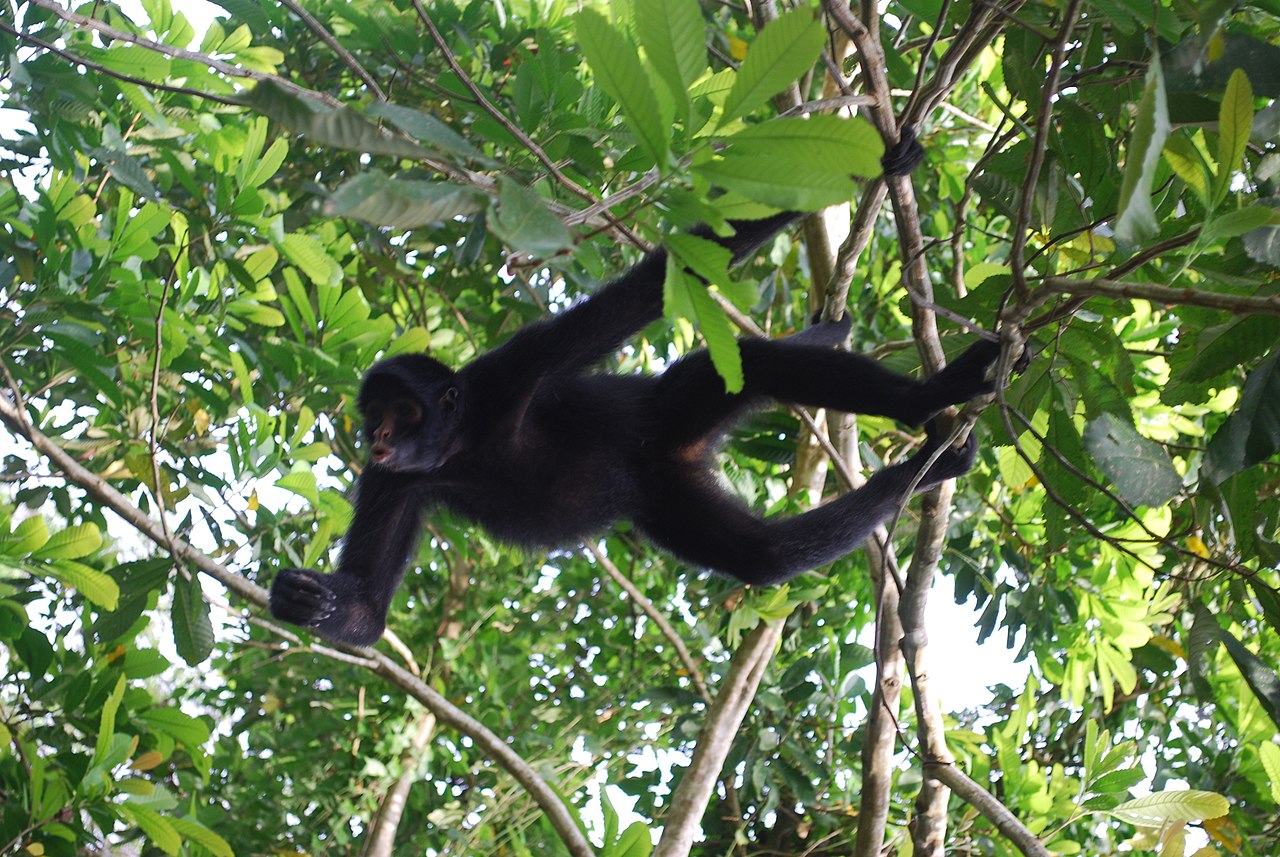 33 Types of Black Monkeys in The Wild (with Pictures)