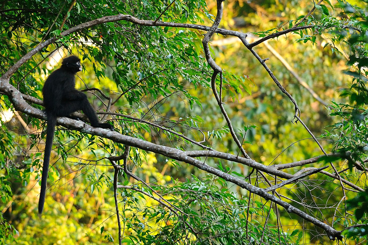 33 Types of Black Monkeys in The Wild (with Pictures)