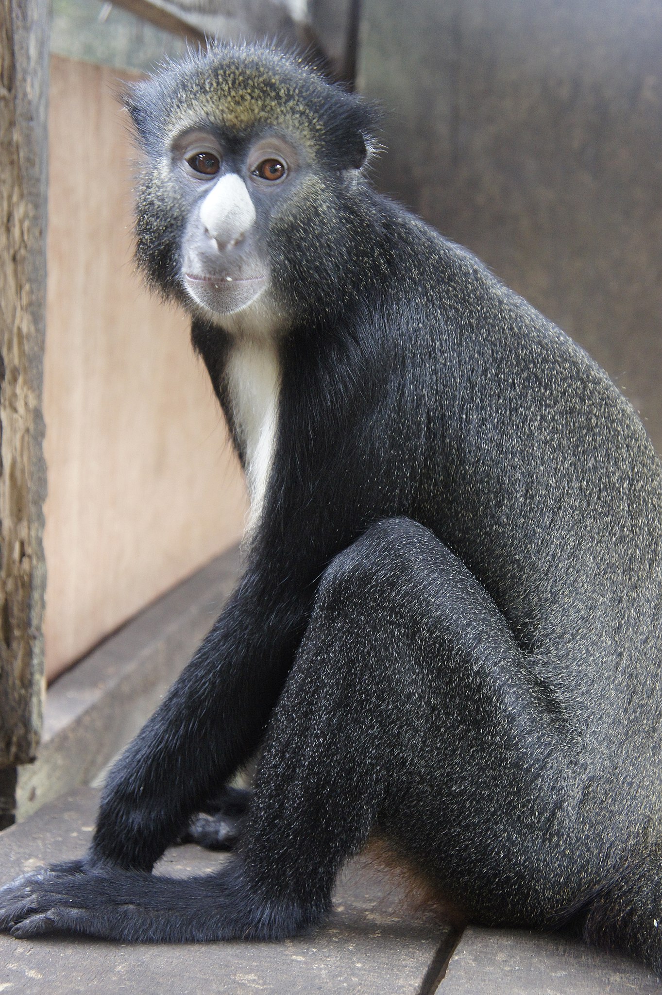 33 Types of Black Monkeys in The Wild (with Pictures)