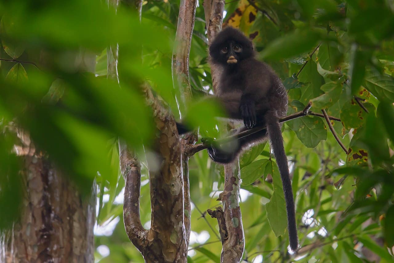 33 Types of Black Monkeys in The Wild (with Pictures)