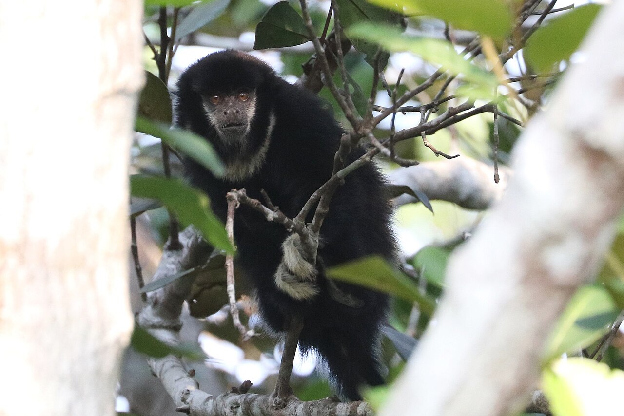 33 Types of Black Monkeys in The Wild (with Pictures)