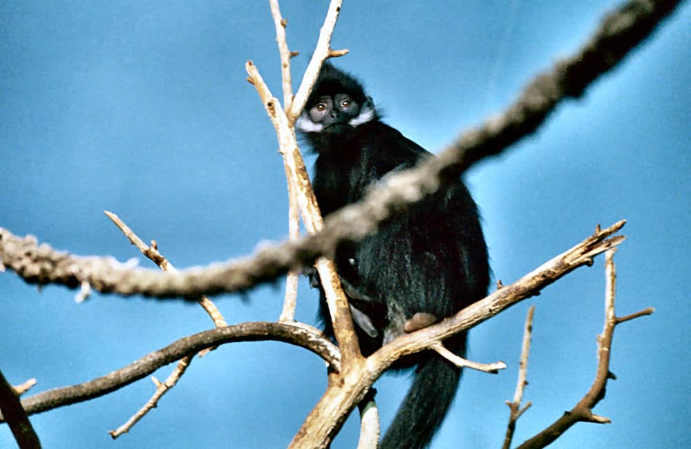 33 Types of Black Monkeys in The Wild (with Pictures)