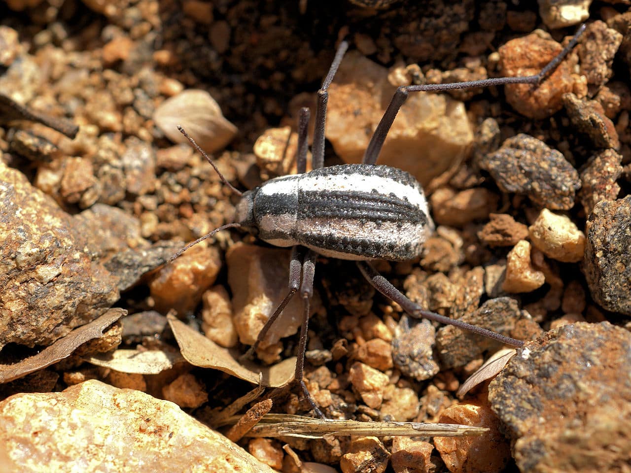 13 Beetles Found in the Desert (and How Their Adaptations)