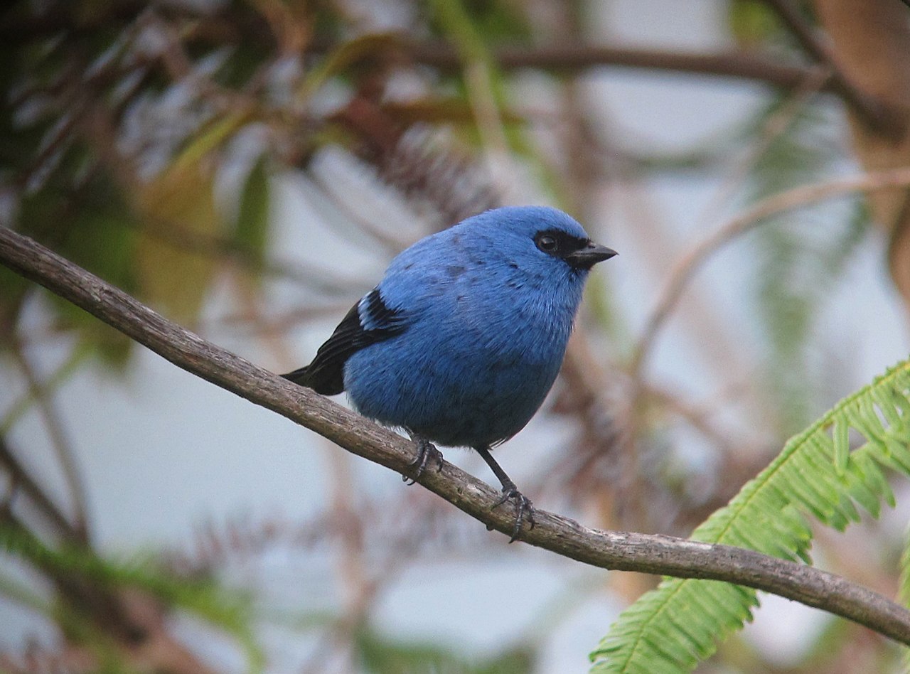 46 Black and Blue Birds (with Pictures) - Identification Guides