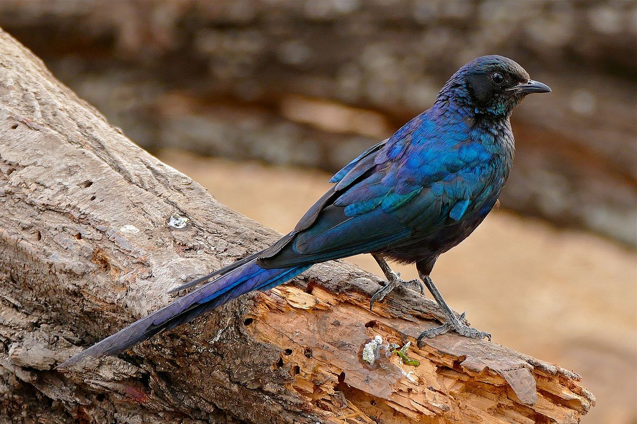 46 Black and Blue Birds (with Pictures) - Identification Guides