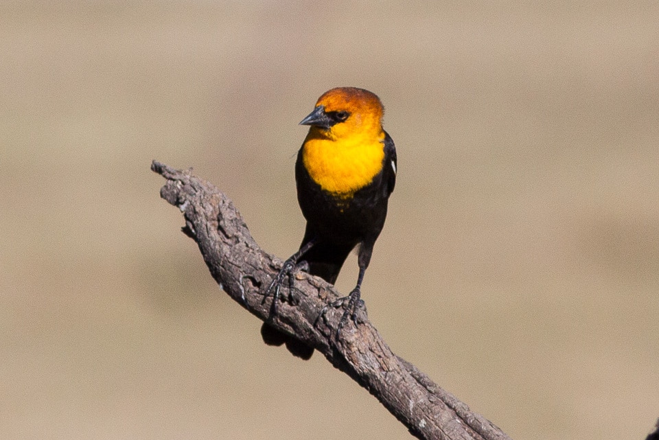30 Birds With Yellow Heads (with Pictures)