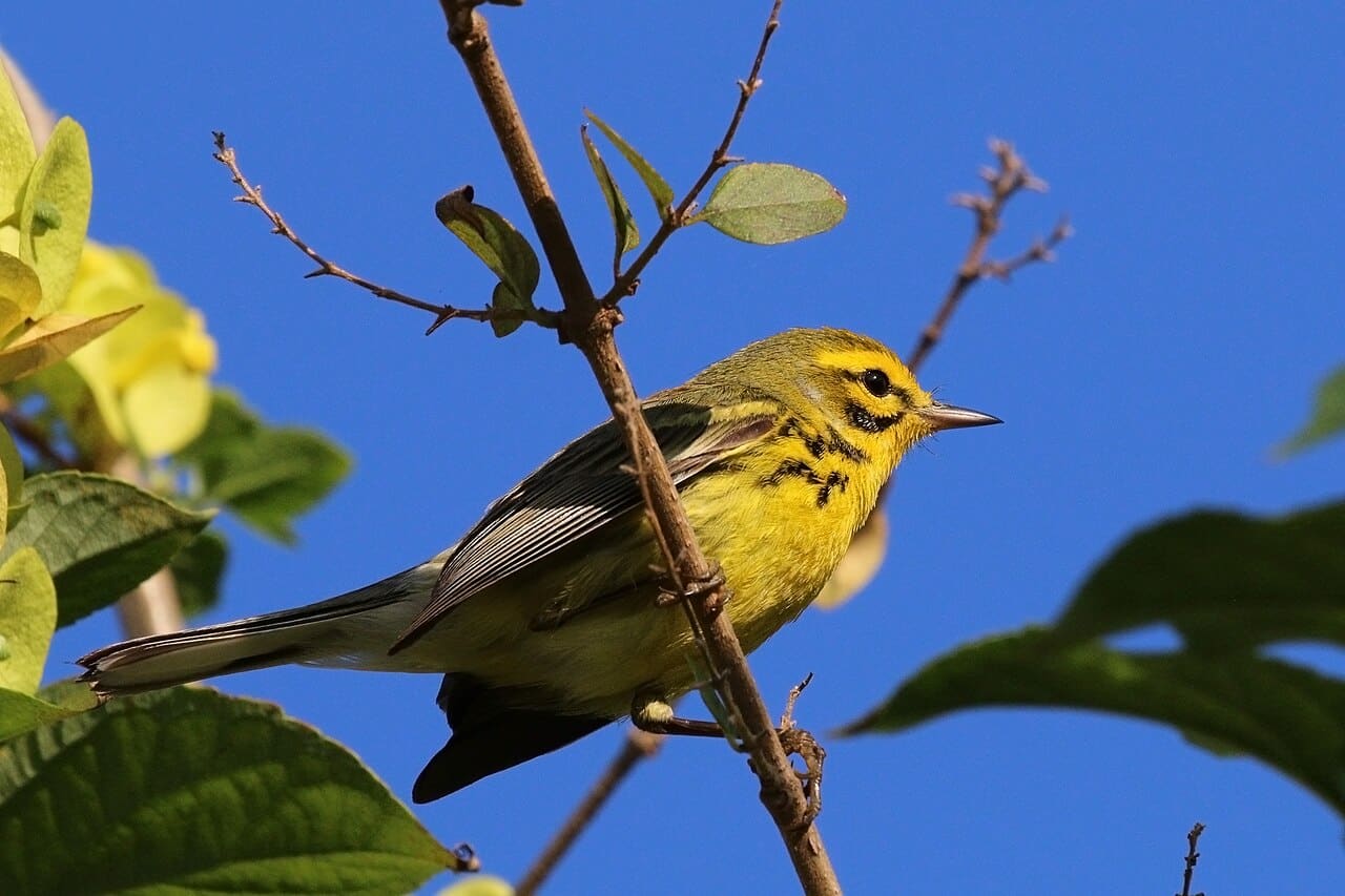 30 Birds With Yellow Heads (with Pictures)