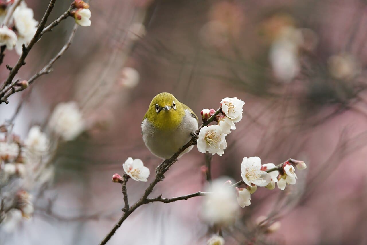 30 Birds With Yellow Heads (with Pictures)