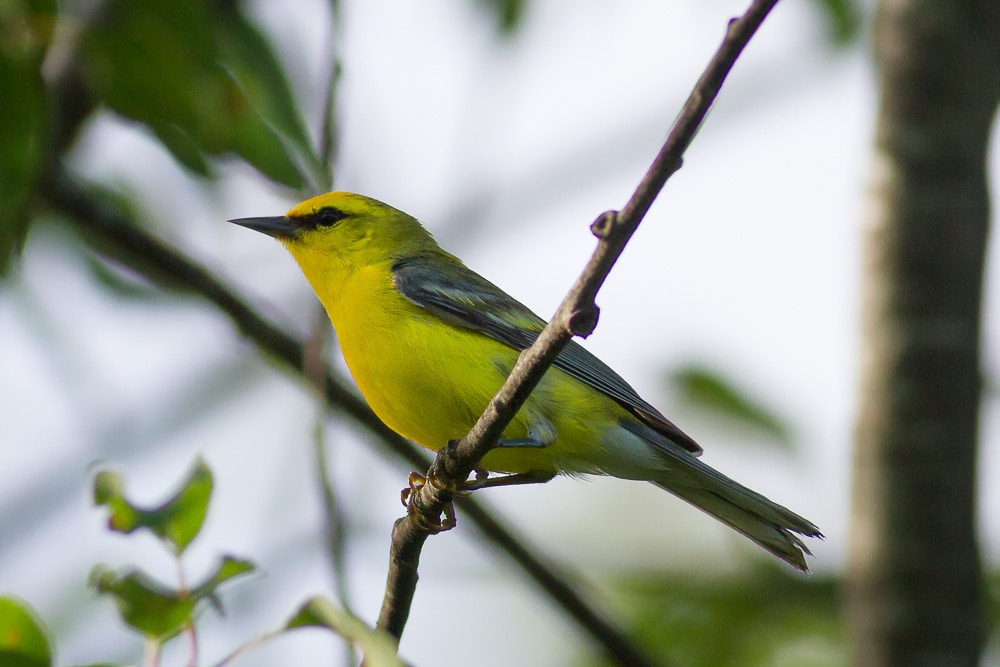 30 Birds With Yellow Heads (with Pictures)