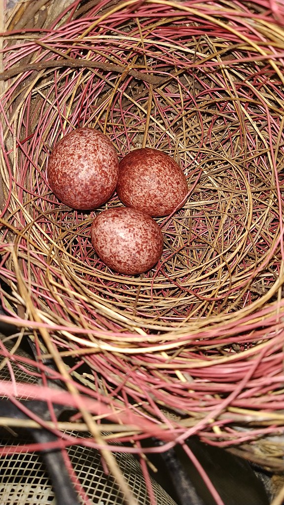 15 Birds That Lay Red Eggs (with Pictures)