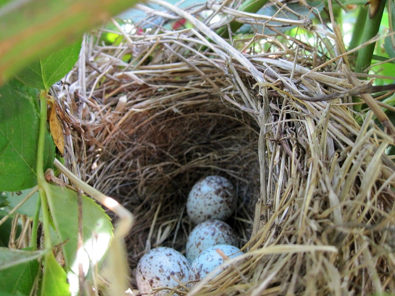 15 Birds That Lay Red Eggs (with Pictures)